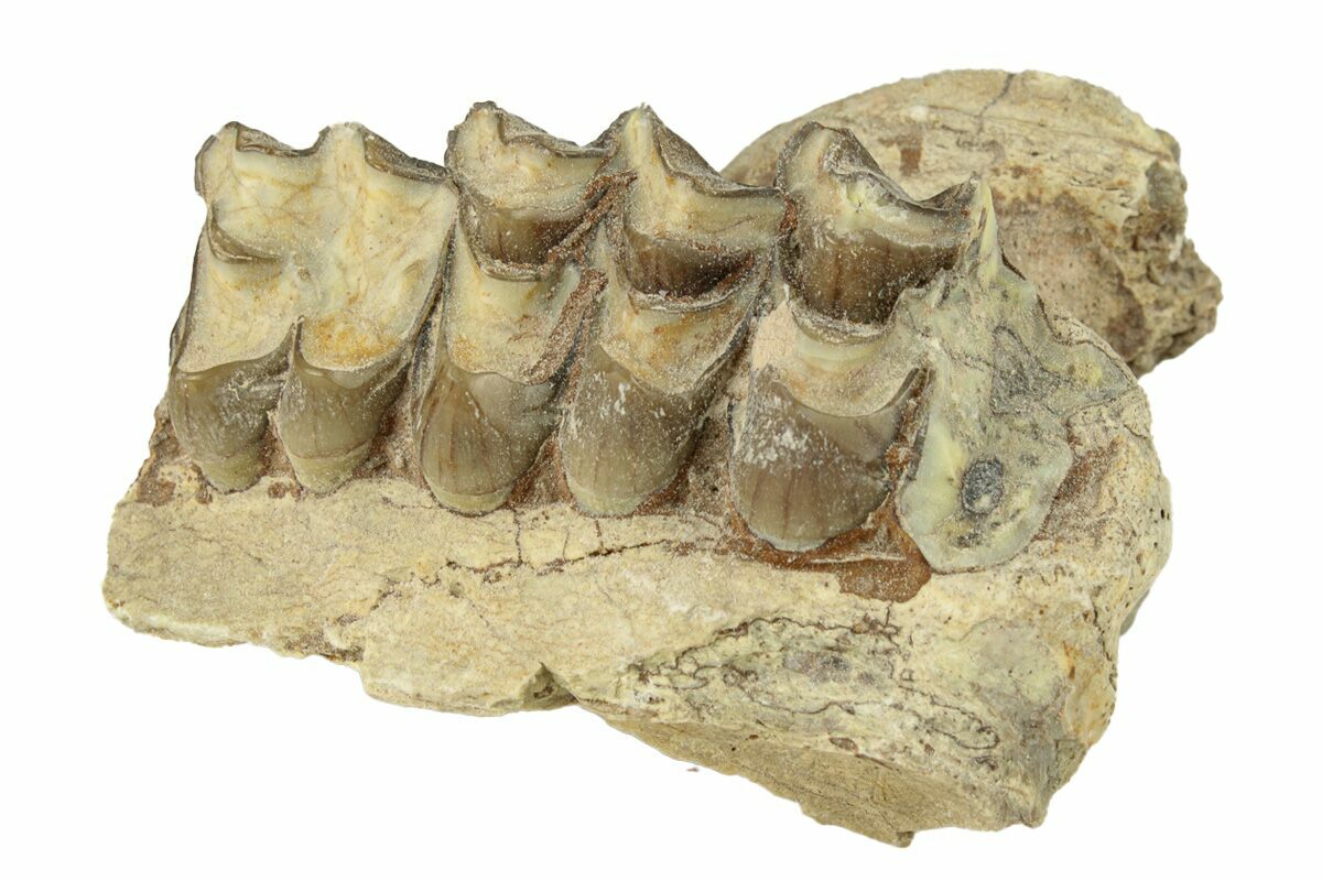 1.95" Oreodont (Merycoidodon) Jaw Section - South Dakota (#268776) For ...