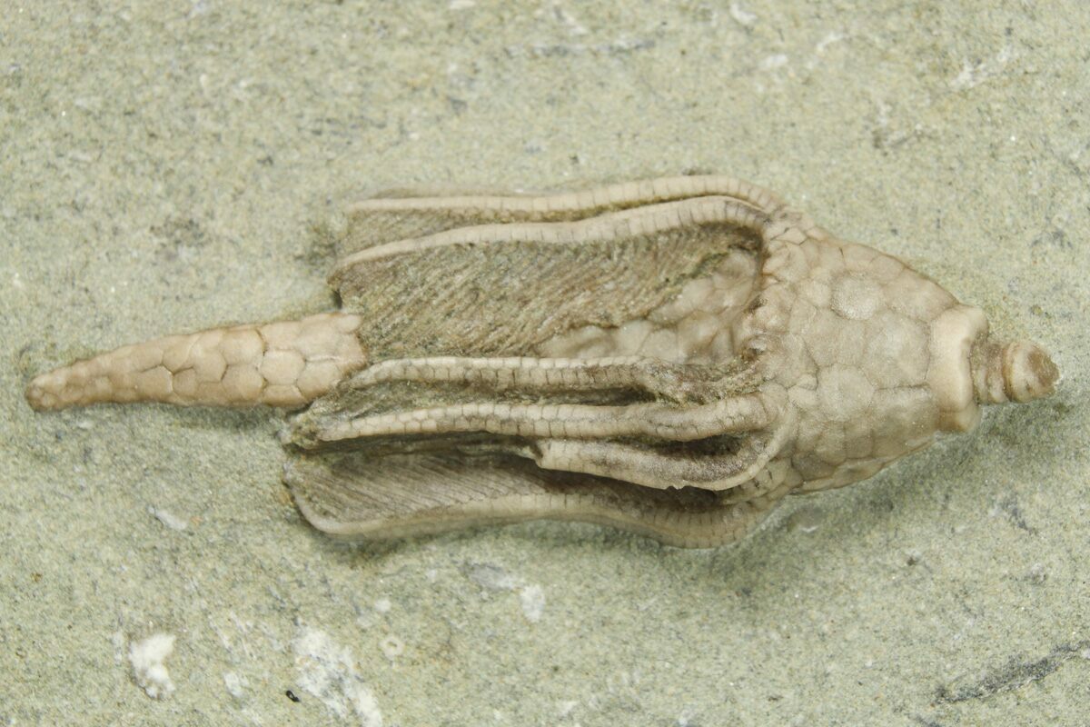 1.4" Fossil Crinoid (Macrocrinus) - Crawfordsville, Indiana (#269724 ...