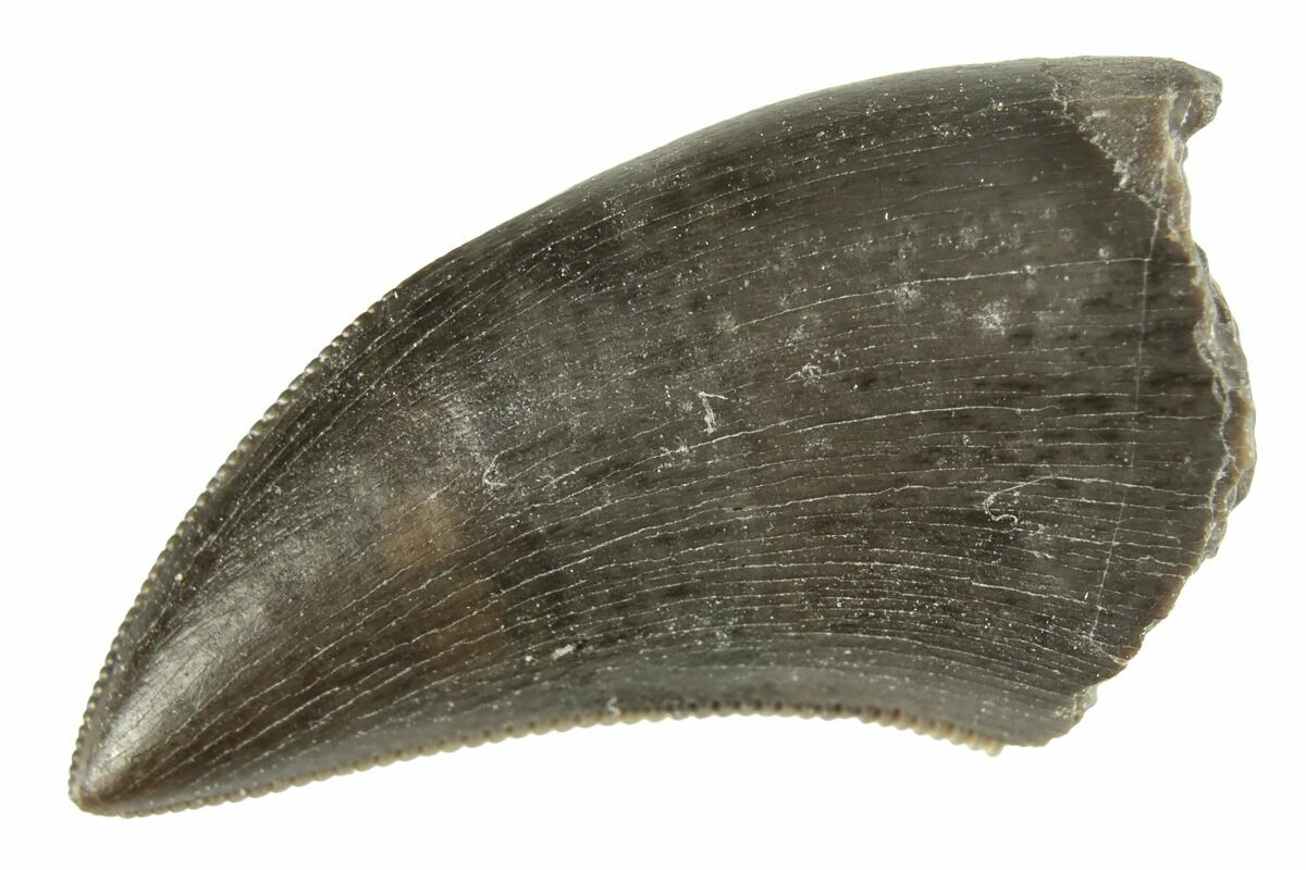 .56" Serrated Megalosaurid (Marshosaurus) Tooth - Colorado (#269868 ...