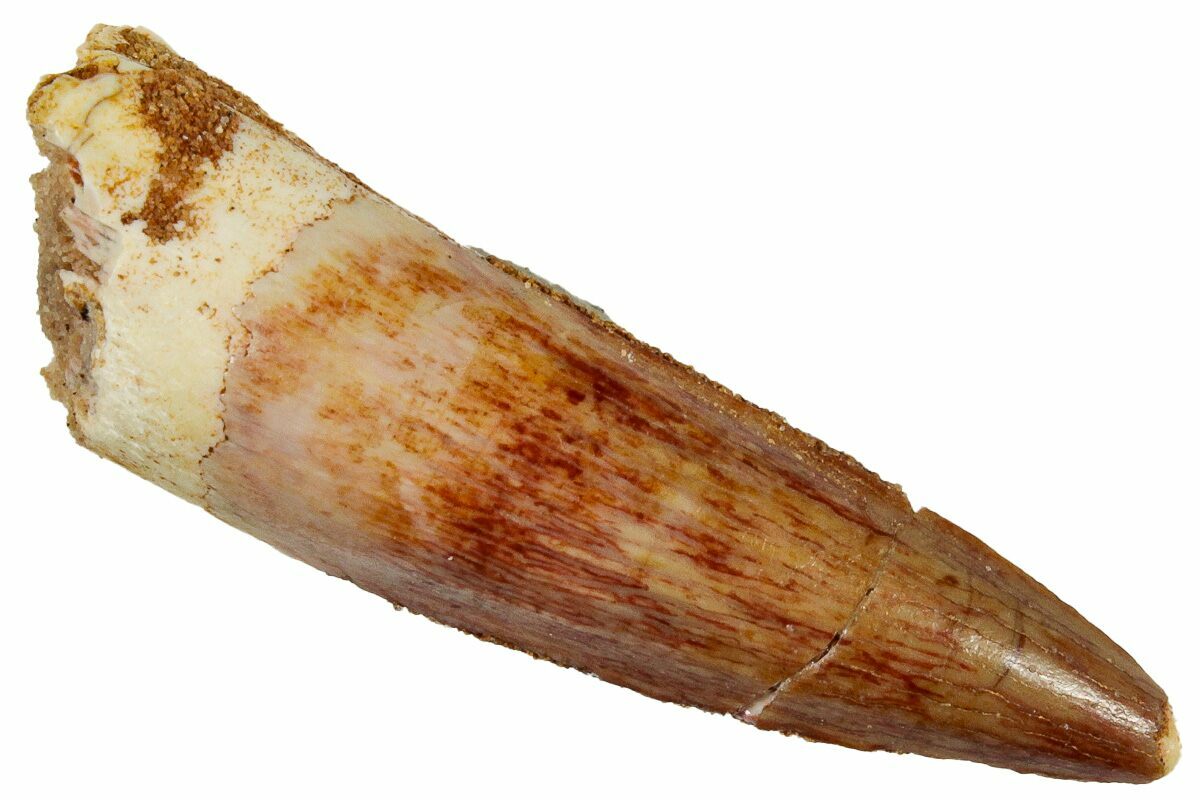 1.52" Fossil Spinosaurus Tooth - Real Dinosaur Tooth (#269195) For Sale ...