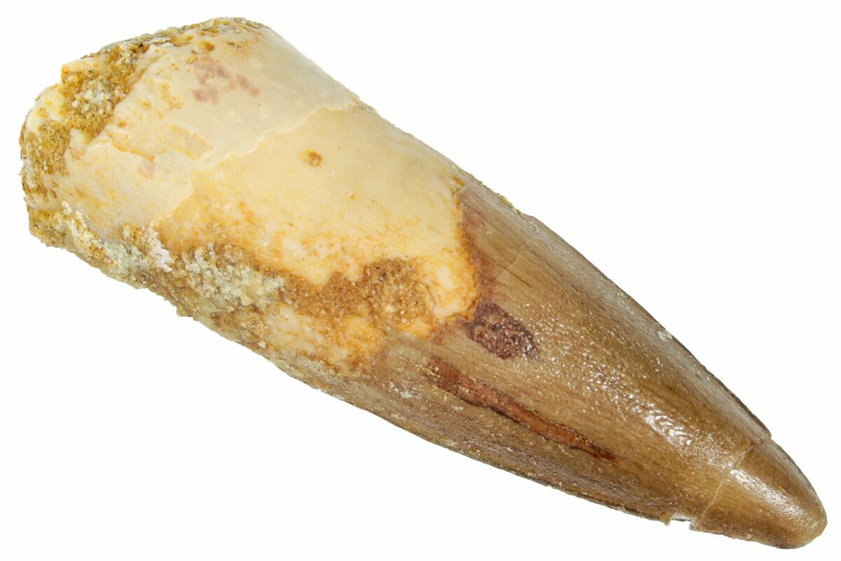 1.41" Fossil Spinosaurus Tooth - Real Dinosaur Tooth (#269212) For Sale ...