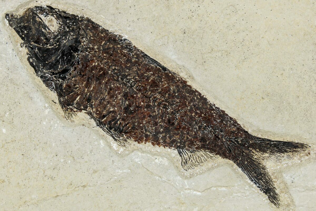 4.75" Detailed Fossil Fish (Knightia) - Wyoming (#269838) For Sale ...