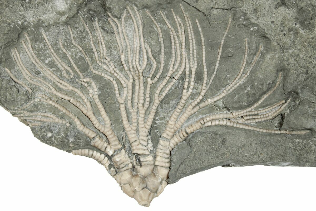 4 Ordovician Fossil Crinoid Cupulocrinus Ontario 269877 For