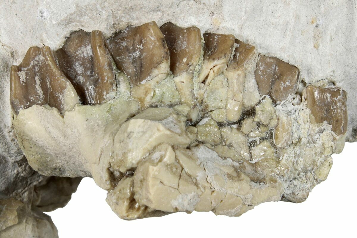 Bargain 4" Fossil Oreodont (Leptauchenia) Upper Skull - South Dakota ...