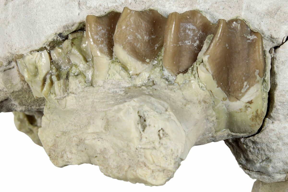Bargain 4" Fossil Oreodont (Leptauchenia) Upper Skull - South Dakota ...
