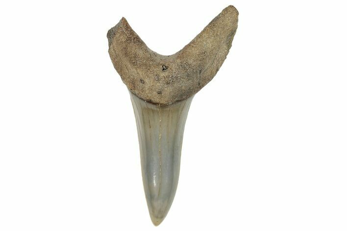 2.21" Fossil Shortfin Mako Shark Tooth - South Carolina (#269966) For ...