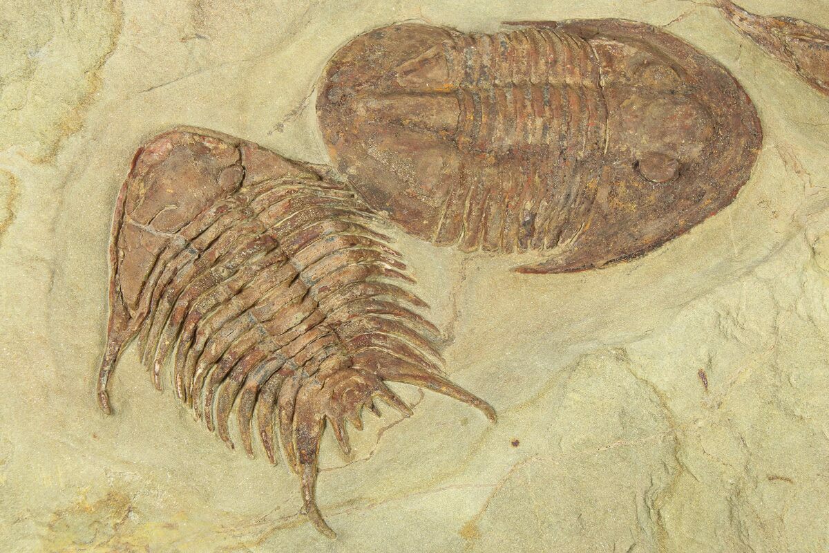 2.3" Red Foulonia Trilobite With Asaphellus - Fezouata Formation ...