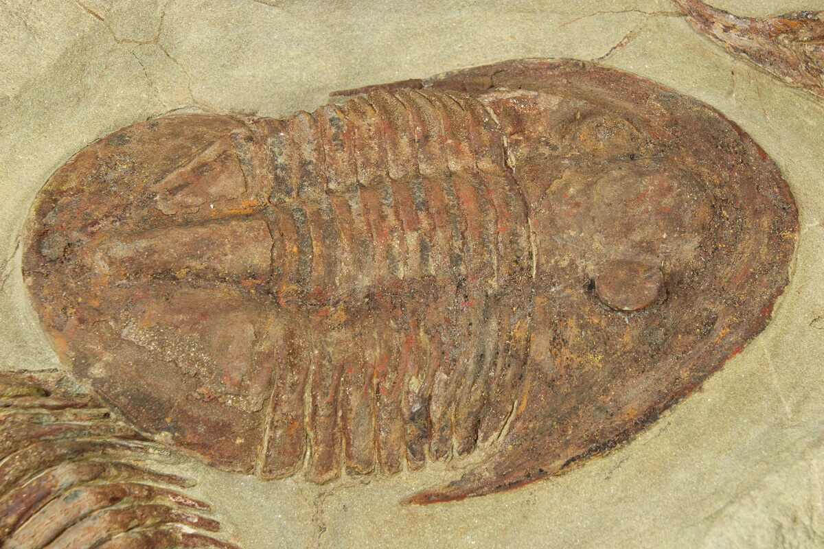 2.3" Red Foulonia Trilobite With Asaphellus - Fezouata Formation ...