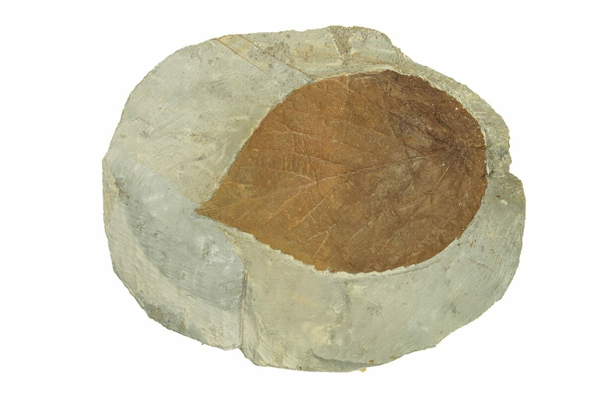 3.4" Fossil Leaf (Beringiaphyllum) - Montana (#269470) For Sale ...