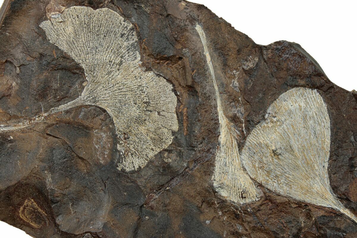 Three Paleocene Fossil Ginkgo Leaves - North Dakota (#270196) For Sale ...