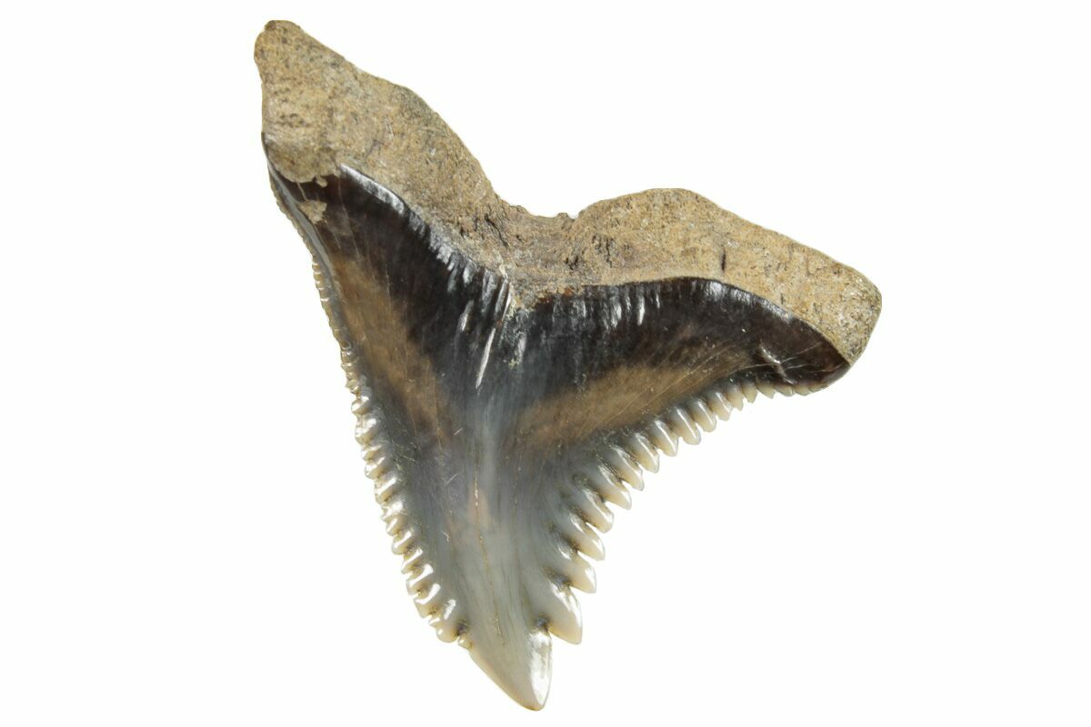 1.25" Snaggletooth Shark (Hemipristis) Tooth - South Carolina (#270025 ...