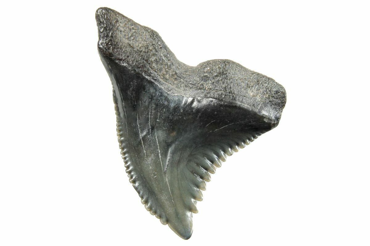 1.10" Snaggletooth Shark (Hemipristis) Tooth - South Carolina (#270039 ...