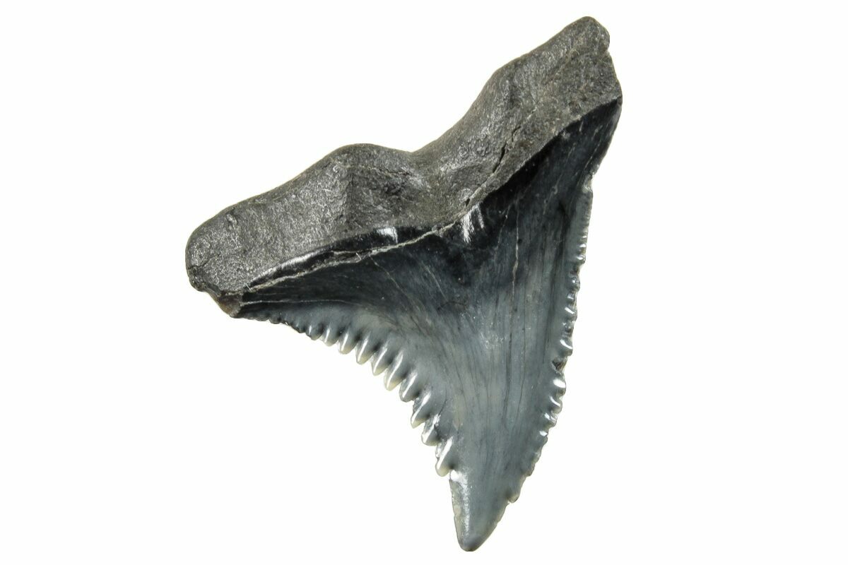 1.03" Snaggletooth Shark (Hemipristis) Tooth - South Carolina (#270043 ...