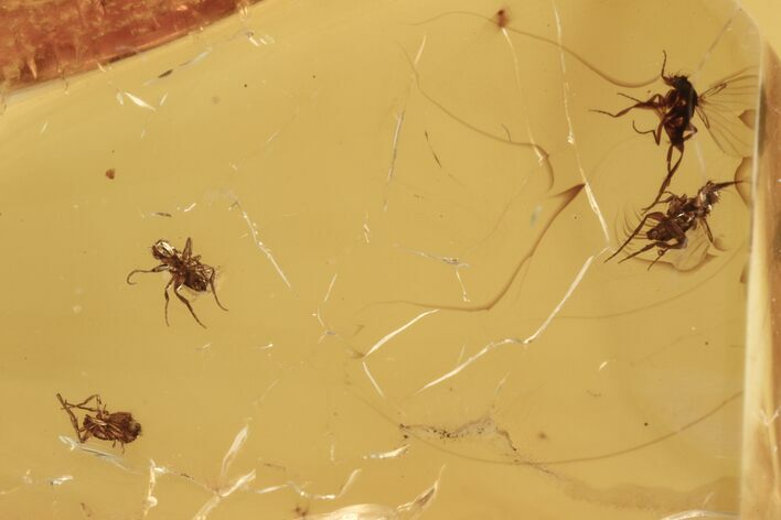Fossil Scuttle Fly Swarm (Phoridae) In Baltic Amber (#270611) For Sale ...