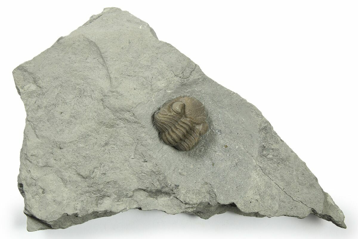 .85" Wide, Enrolled Eldredgeops Trilobite - Ohio (#270436) For Sale ...