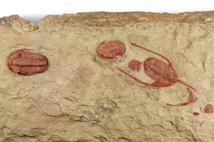 Lonchodomas, Euloma & Asaphellus Trilobites - Fezouata Shale (#270538 ...