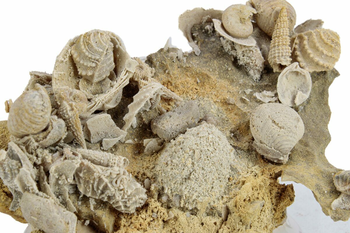 2.8" Miniature Fossil Cluster (Ammonites, Gastropods) - France (#270552 ...