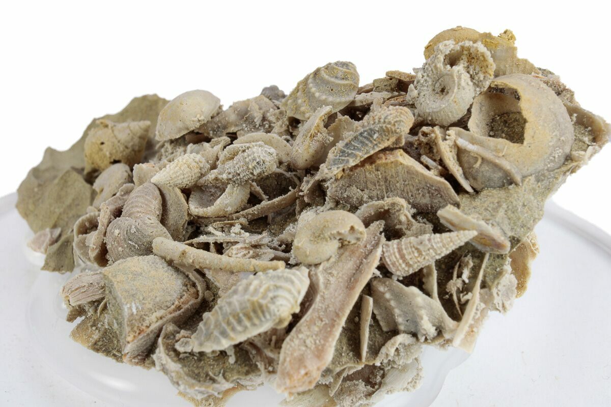3" Miniature Fossil Cluster (Ammonites, Bivalves) - France (#270574 ...