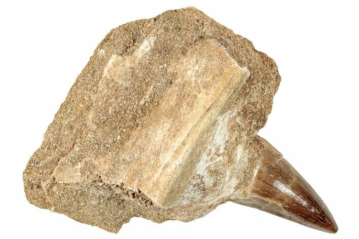 Mosasaur (Eremiasaurus?) Tooth In Jaw Section (#270572) For Sale ...