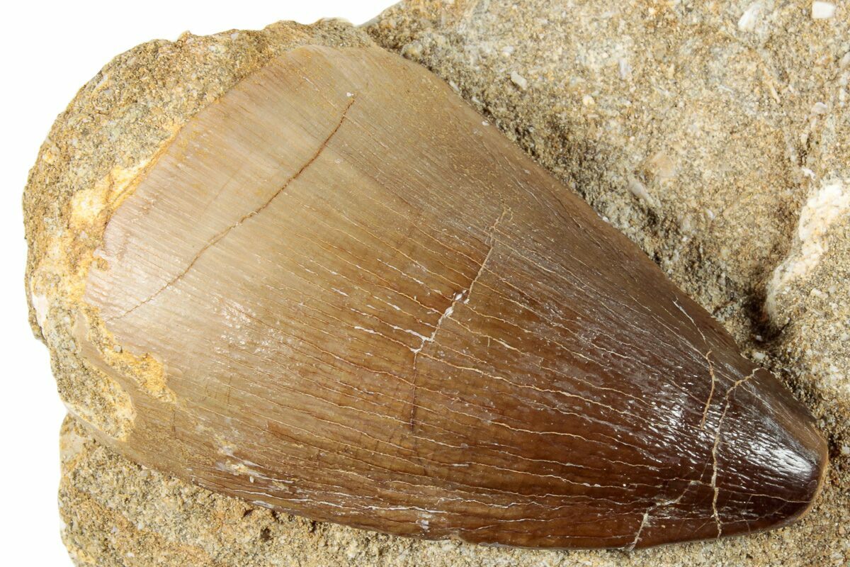 1.9" Fossil Mosasaur (Prognathodon) Tooth - Morocco (#270445) For Sale ...
