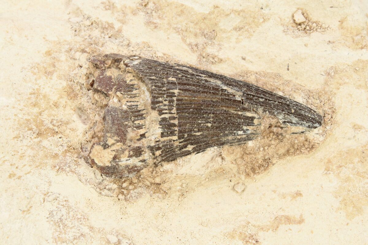 1.12" Fossil Pliosaur (Brachauchenius) Tooth - Asfla, Morocco (#270965 ...