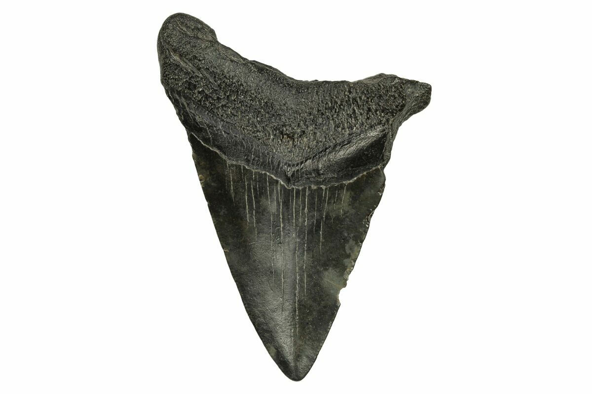 4.17" Fossil Megalodon Tooth - South Carolina (#271019) For Sale ...