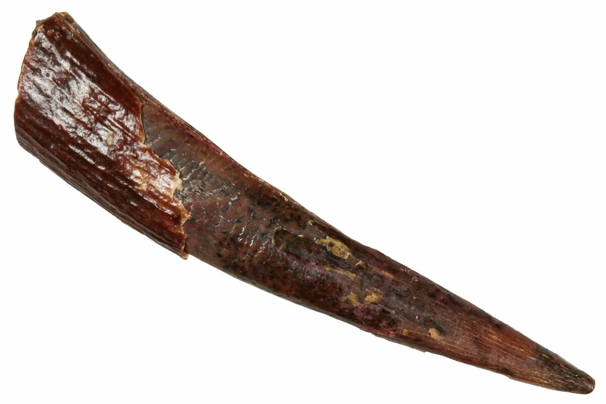 .95" Fossil Pterosaur (Siroccopteryx) Tooth - Morocco (#268958) For ...