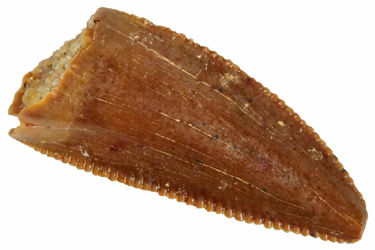 Serrated, .53" Raptor Premaxillary Tooth - Real Dinosaur Tooth (#269436 ...