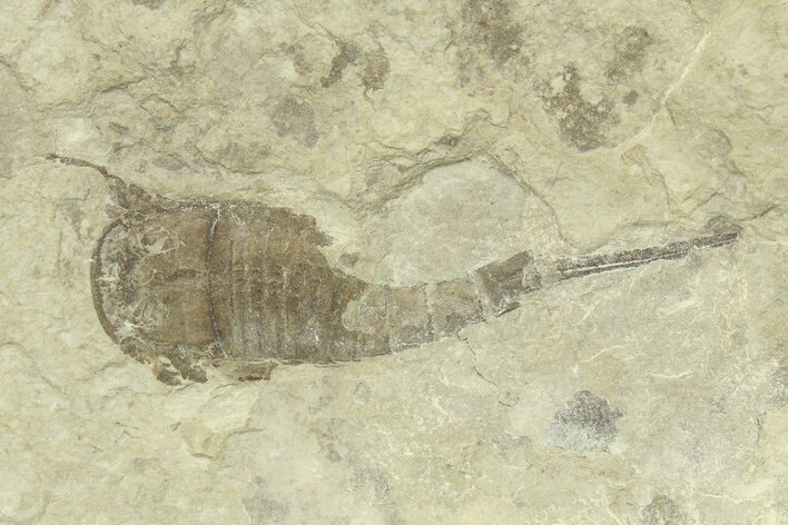 1.3" Eurypterus (Sea Scorpion) Fossil - Ukraine (#271280) For Sale ...