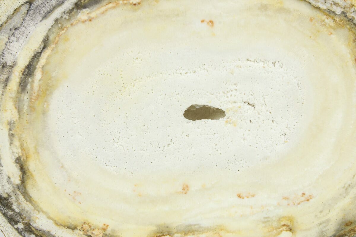 5.75" Agatized Fossil Coral - Florida (#271609) For Sale - FossilEra.com