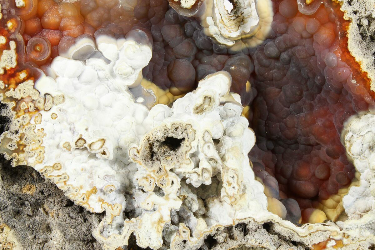 6.75" Agatized Fossil Coral Geode - Florida (#271614) For Sale ...