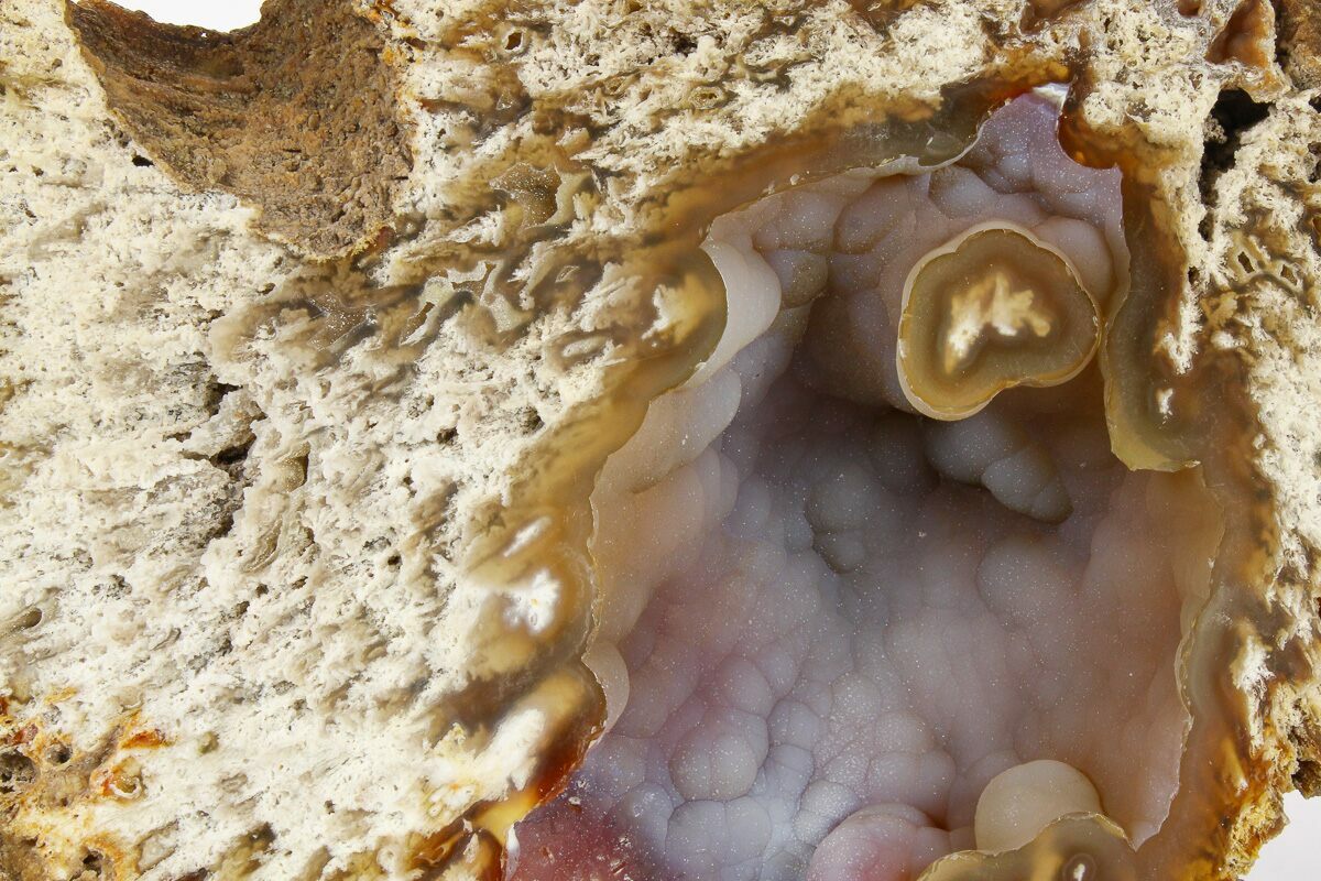 6.1" Agatized Fossil Coral Geode - Florida (#271615) For Sale ...