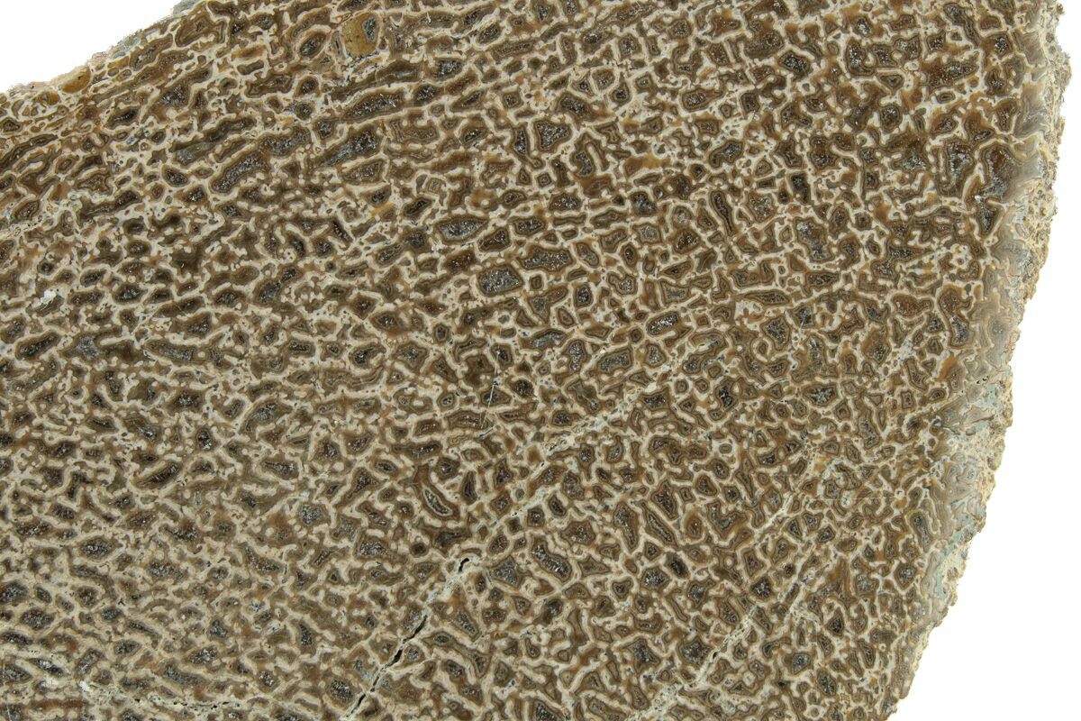 5.65" Polished Dinosaur Bone (Gembone) Slab - Morocco (#271418) For Sale - FossilEra.com