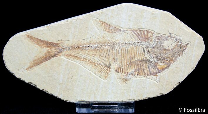4.2 Inch Diplomystus Fossil Fish (#2543) For Sale - FossilEra.com