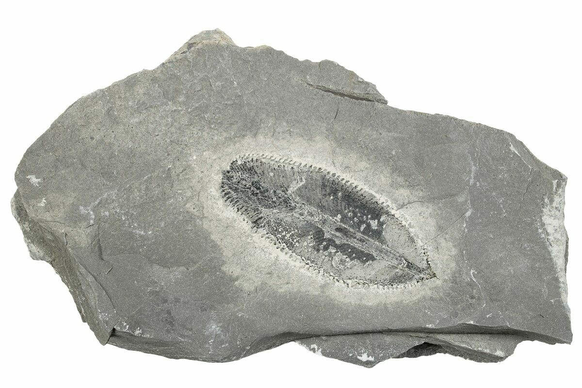 1.55" Ordovician Graptolite (Phyllograptus) - Fillmore Formation, Utah ...