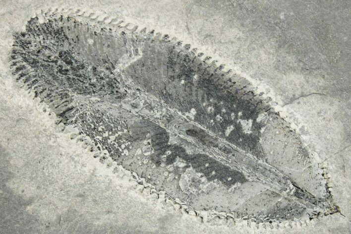 1.55" Ordovician Graptolite (Phyllograptus) - Fillmore Formation, Utah ...