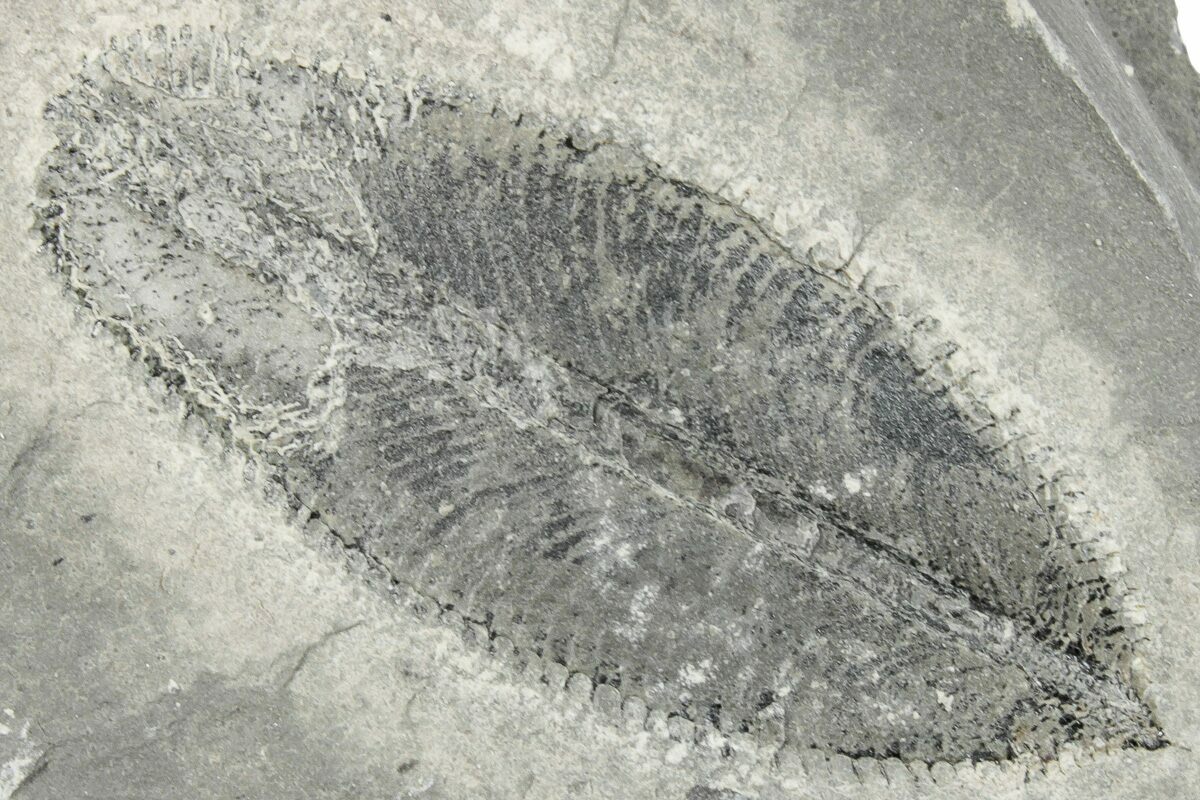 1.55" Ordovician Graptolite (Phyllograptus) - Fillmore Formation, Utah ...