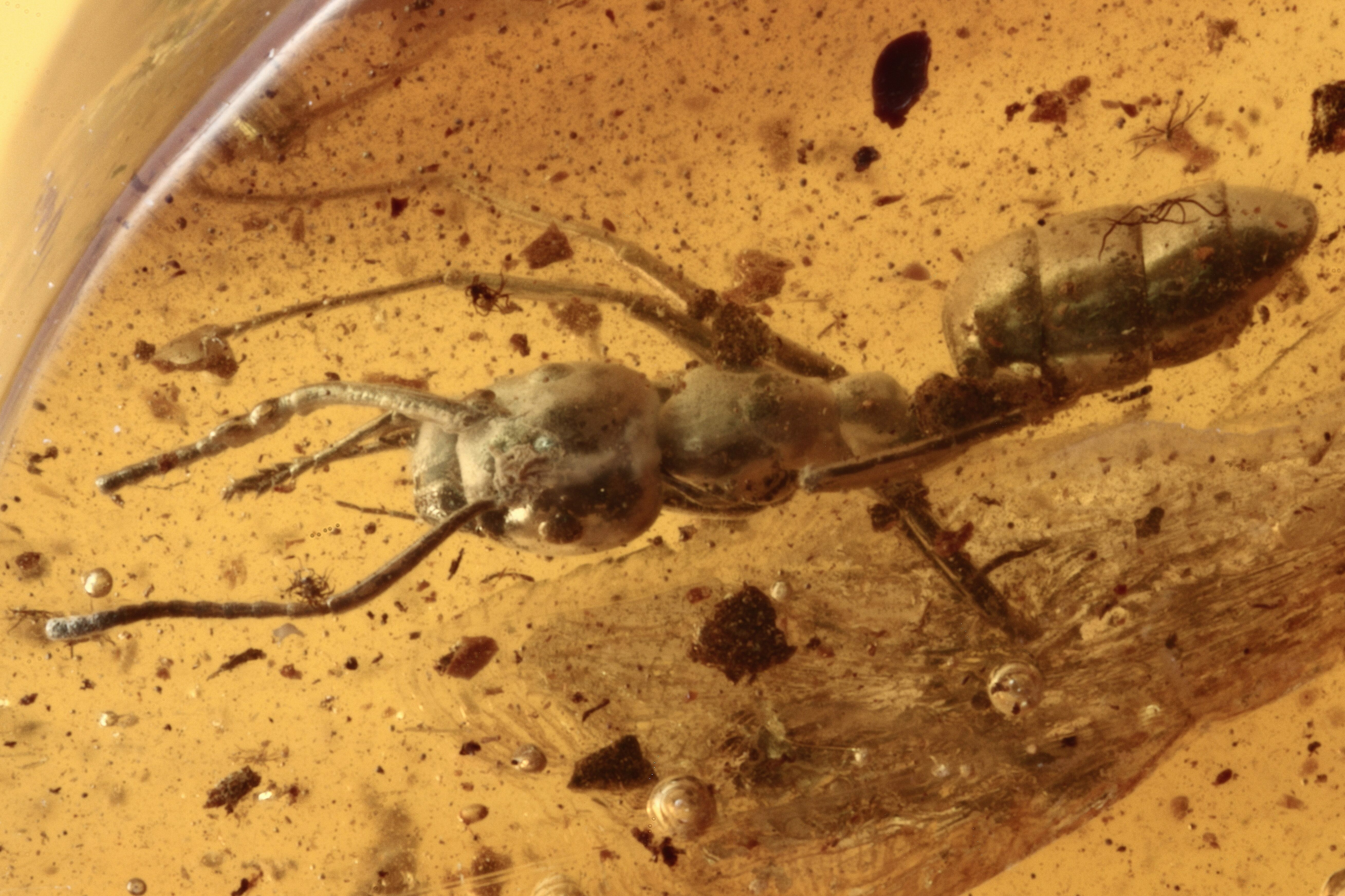 Large, Detailed Fossil Ant (Formicidae) In Baltic Amber (#272128) For ...