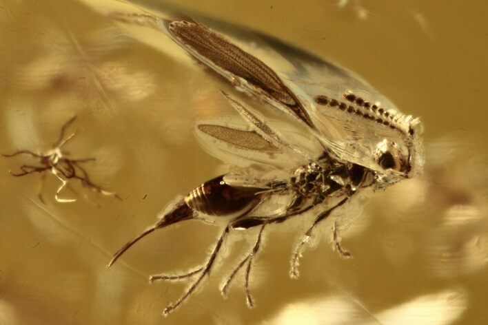 Fossil Parasitoid Wasp (Diapriidae) In Baltic Amber (#272157) For Sale ...