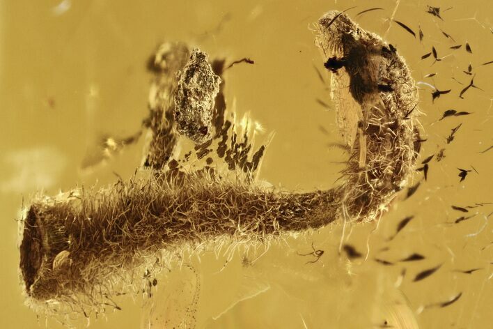 Fossi Hairy Leaf & Mite (Acari) in Baltic Amber (#272170) For Sale ...