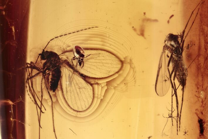 Fossil True Midge, Mite, and Moth Fly In Baltic Amber (#272181) For ...