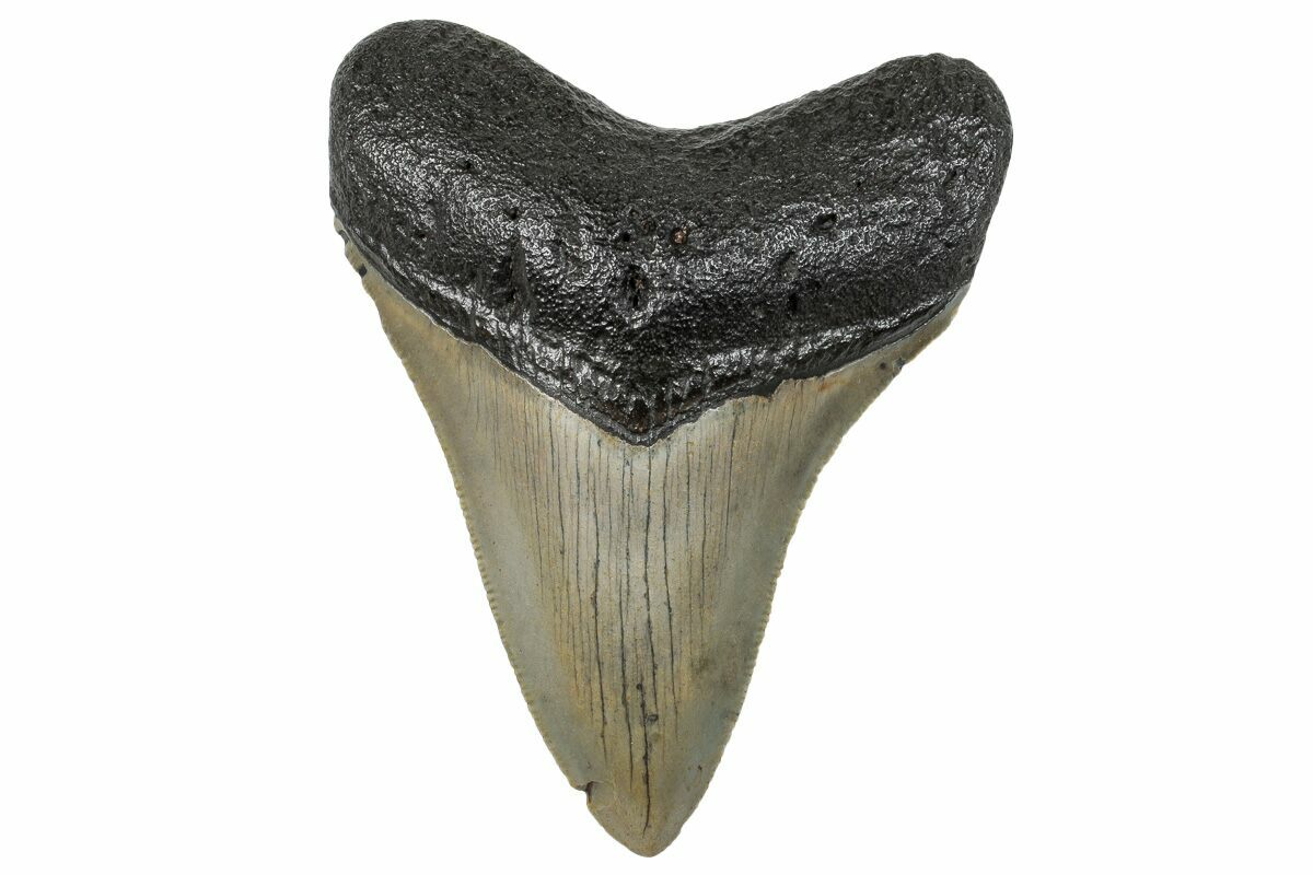 Serrated, 3.63" Fossil Megalodon Tooth - North Carolina (#272045) For ...