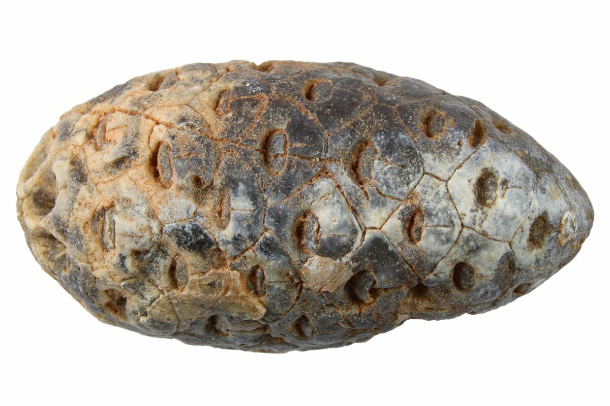 1.4" Fossil Seed Cone (Or Aggregate Fruit) - Morocco (#267210) For Sale ...