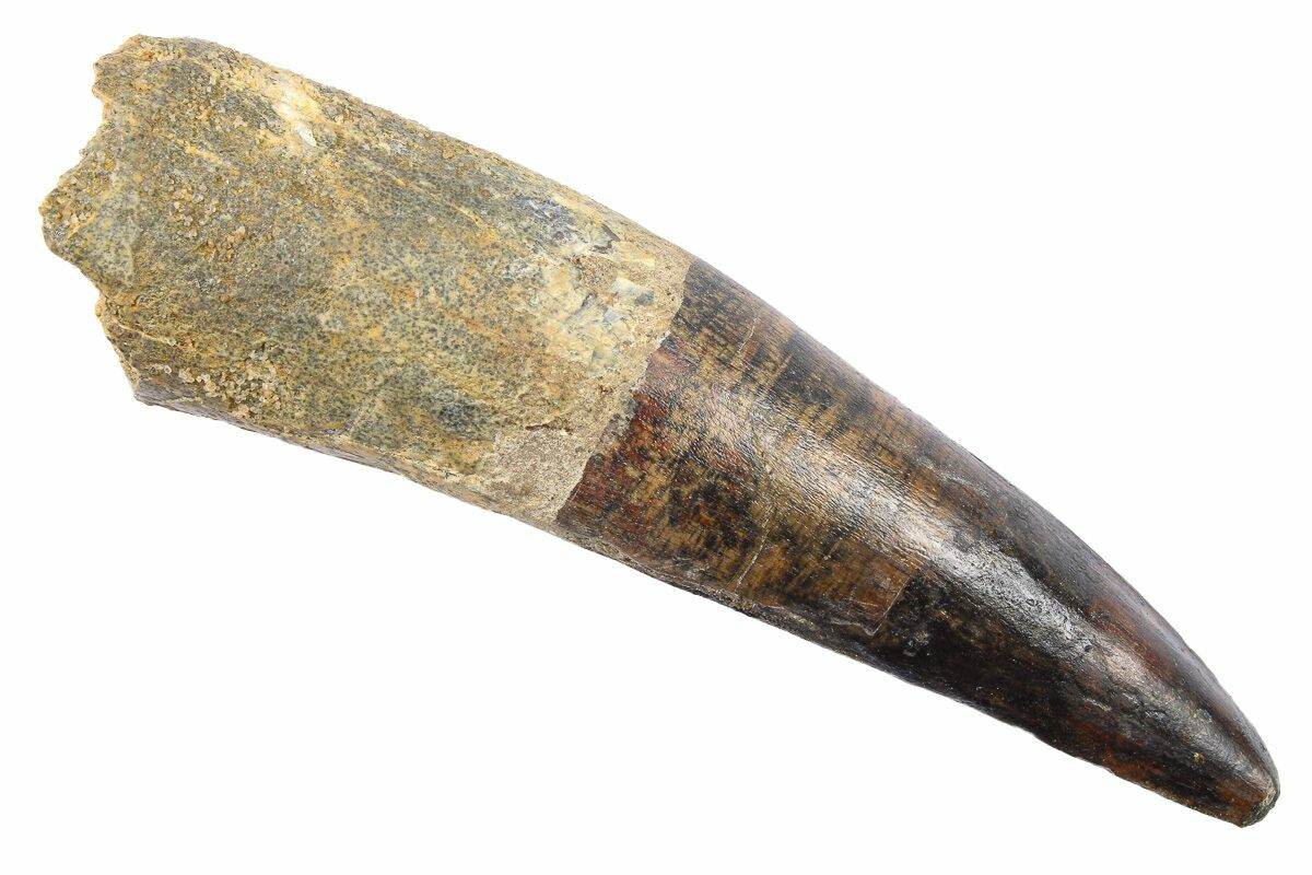 4.39" Real Fossil Spinosaurus Tooth - Composite Tooth (#272454) For ...