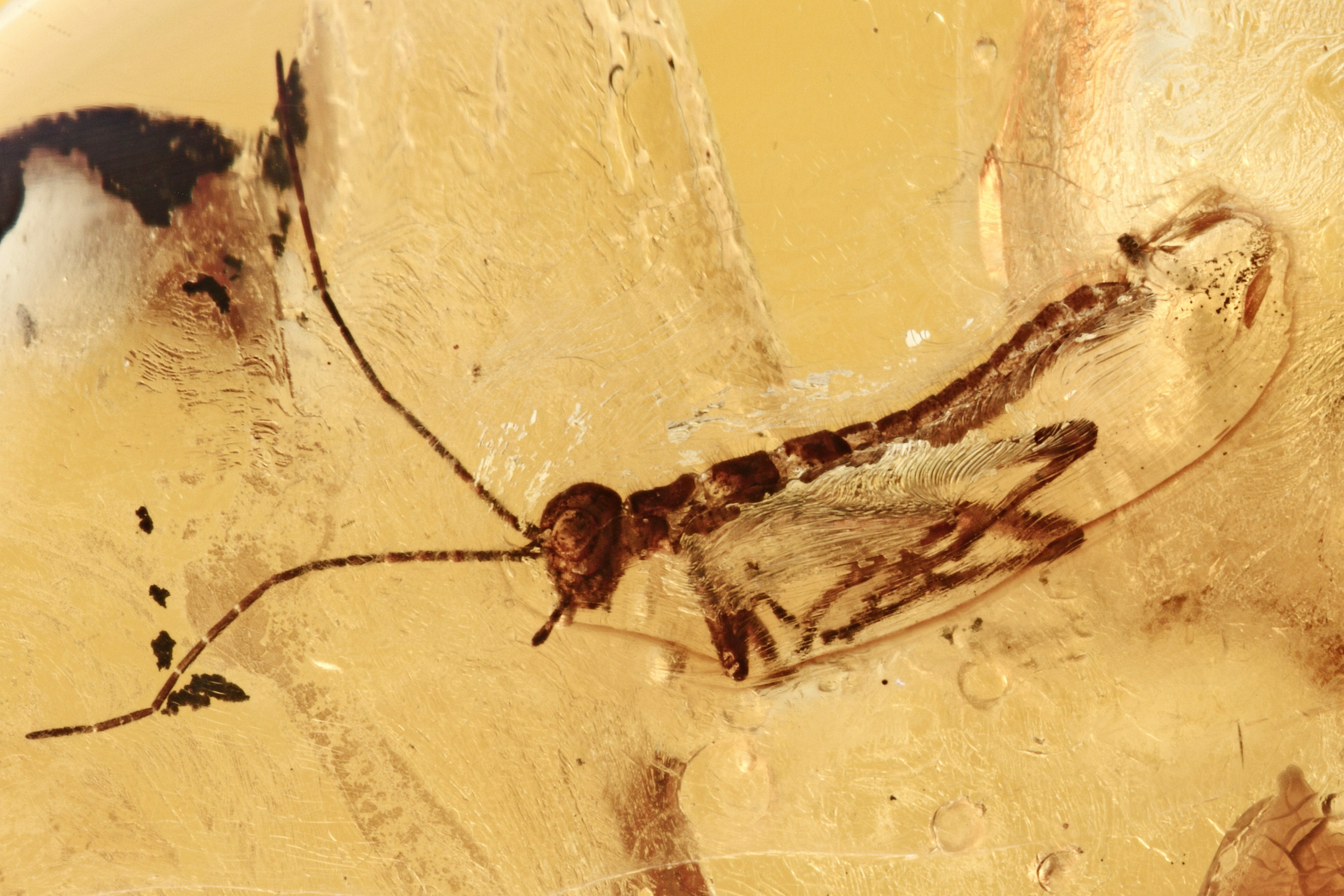 Fossil Walking Stick (Phasmatodea) In Baltic Amber - Rare Inclusion ...