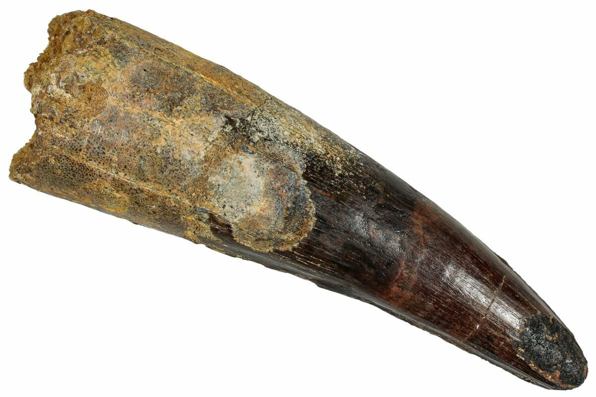 5.41" Real Fossil Spinosaurus Tooth - Massive Dinosaur Tooth (#272446 ...