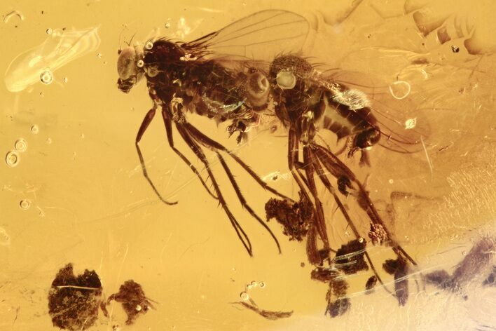 Two Fossil Flies, True Midge, and Plant Debris in Baltic Amber (#273206 ...