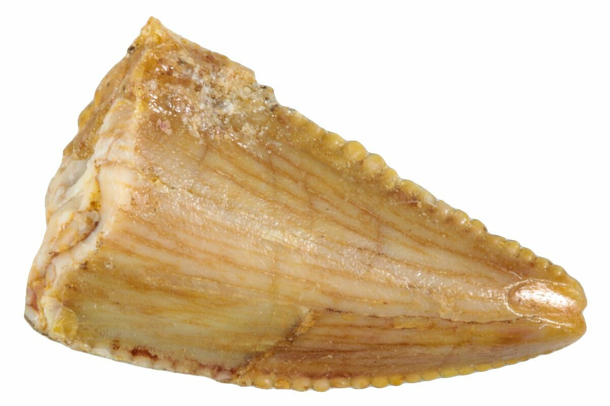 Serrated, .37" Raptor Tooth - Real Dinosaur Tooth (#273086) For Sale ...