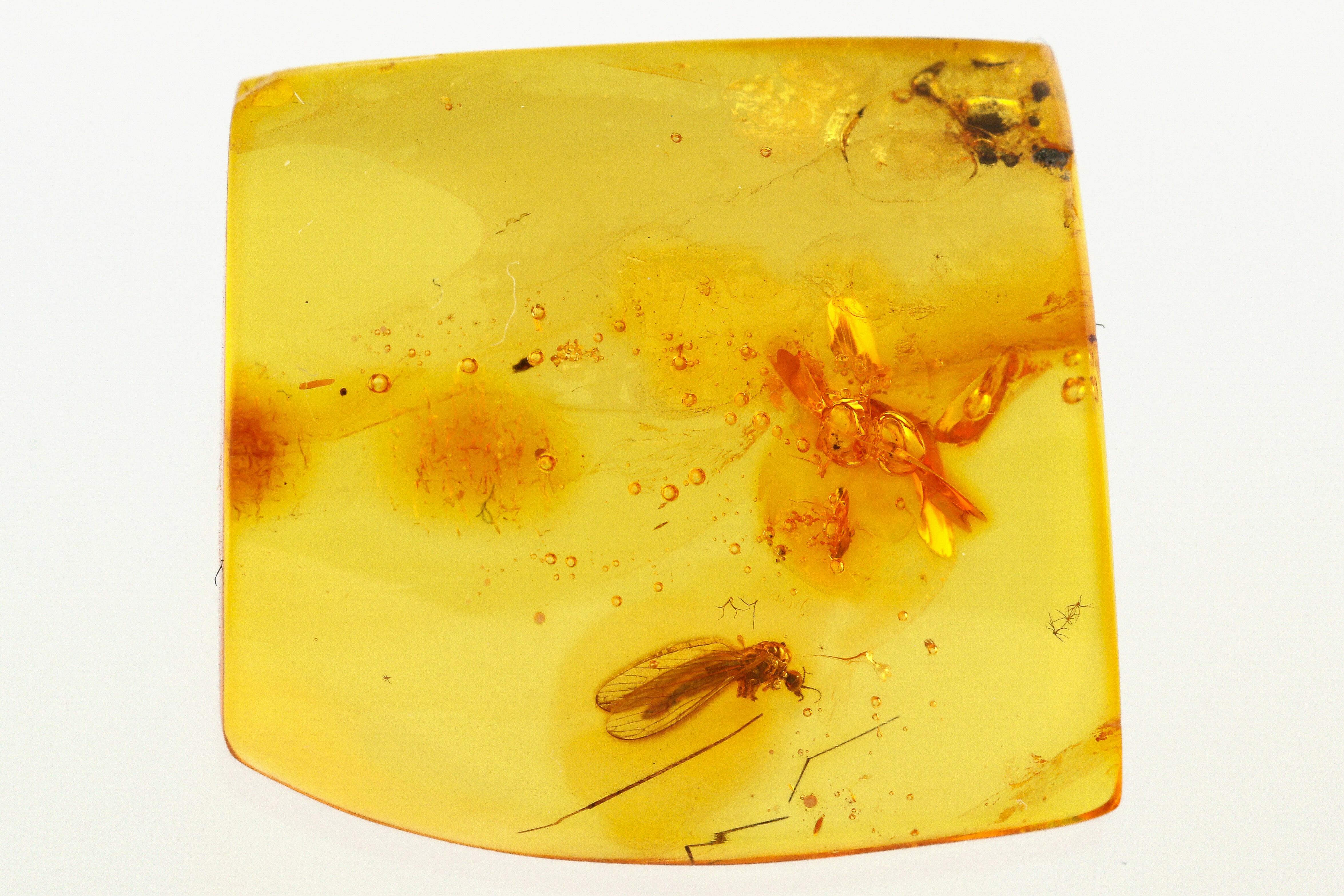 Fossil Crane Fly (Limoniidae) In Baltic Amber (#273271) For Sale ...