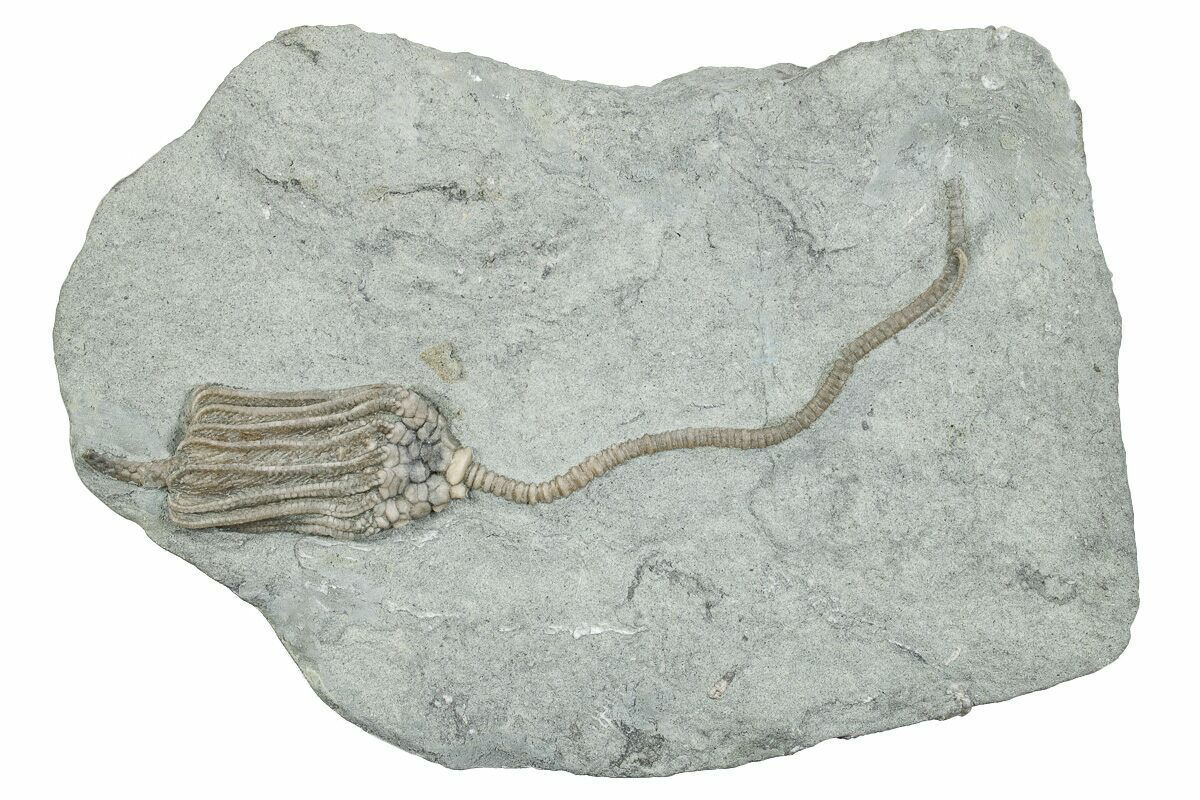 3" Fossil Crinoid (Macrocrinus) - Crawfordsville, Indiana (#273737) For ...